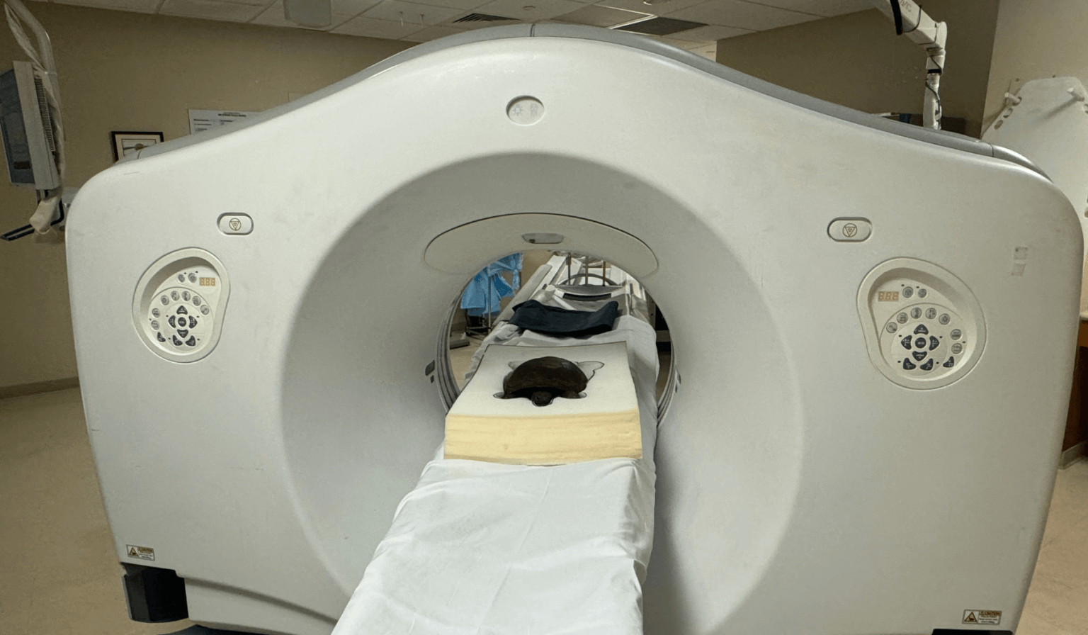 High-Tech Health Check for a Gopher Tortoise